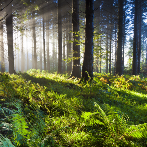 Home - The Society of Irish Foresters